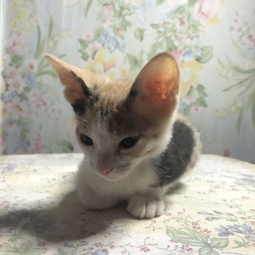 Котята от сфинкса