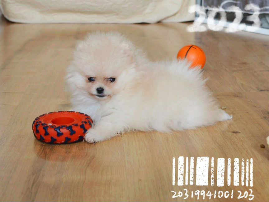 Микро и мини шпицулички. Рассрочка