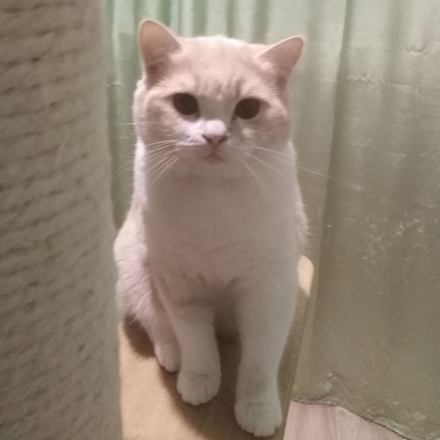 Британский короткошёрстный котёнок