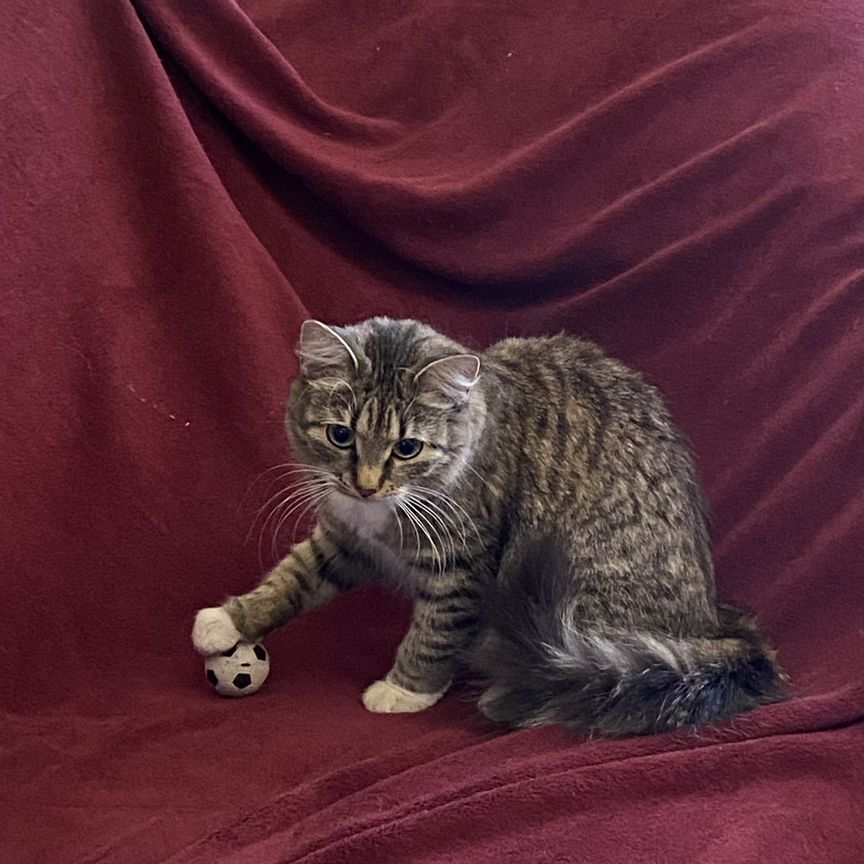 Кошечка в добрые руки