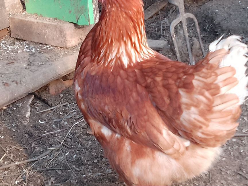 Куры несушки молодки