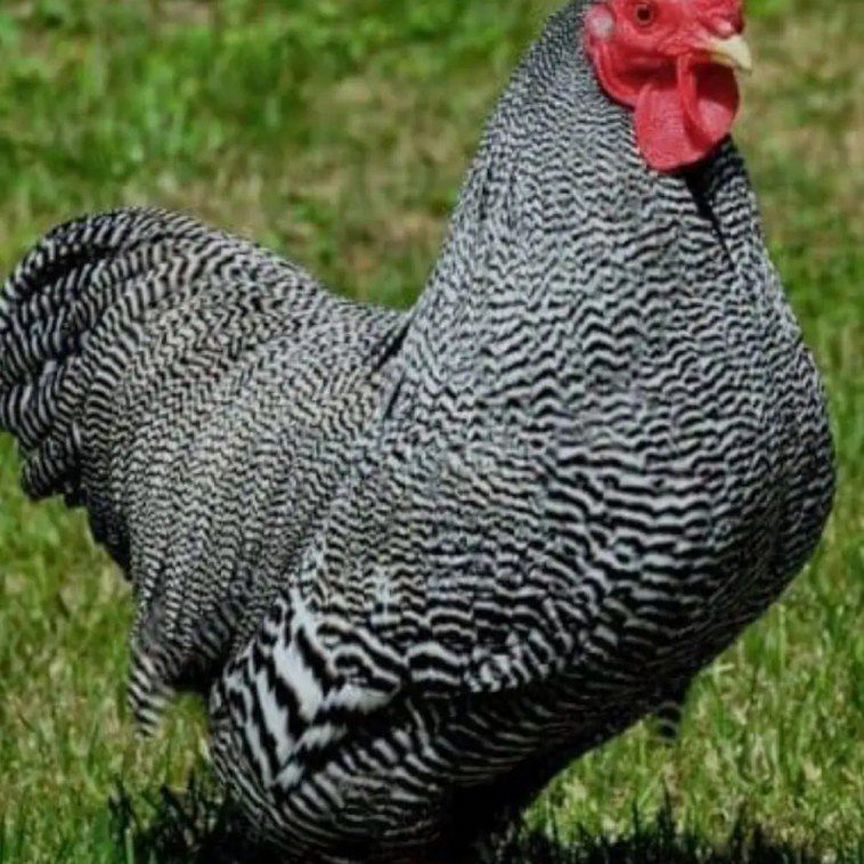 Цыплята цветного бройлера породы Гриз Бар