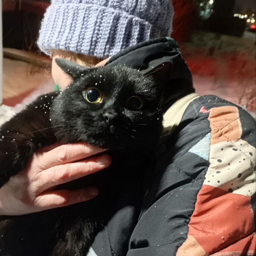 Котик черныш
