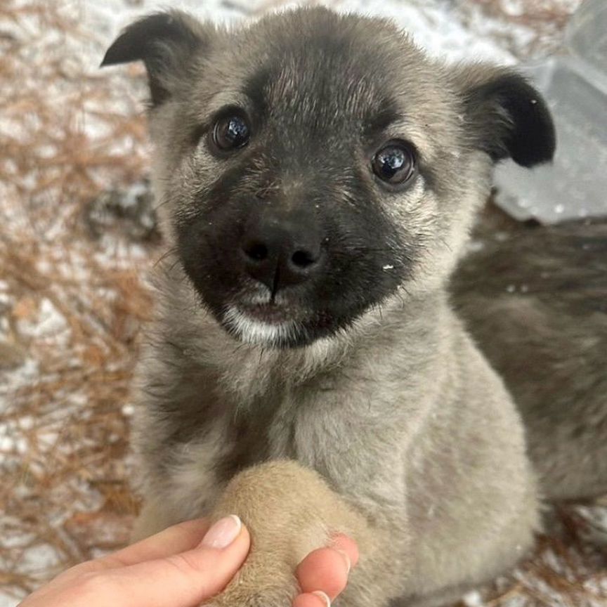 Щенок девочка в добрые руки