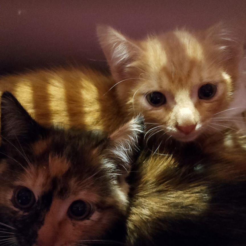 Заберите малышей домой