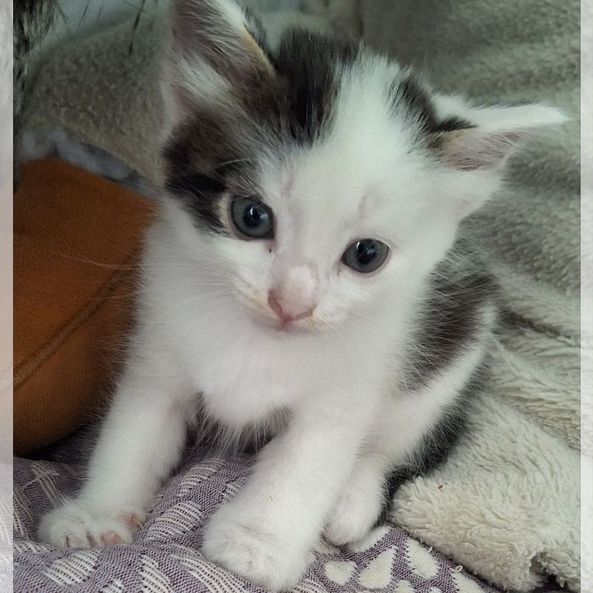 Котёнок в добрые руки