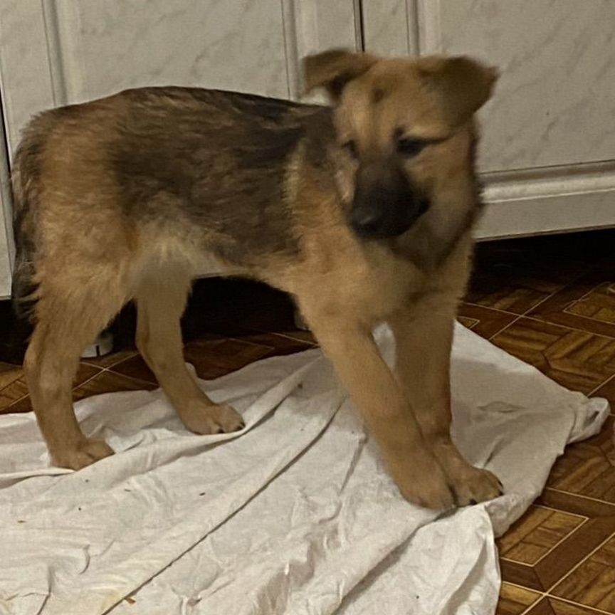 Щенок 3,5 месяца