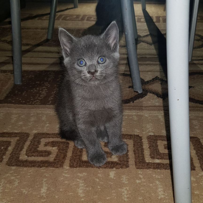 Котёнок от частного владельца