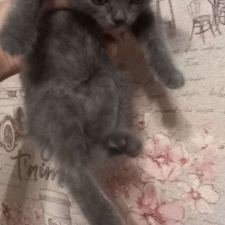 Продам британку котенка