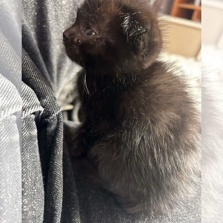 Котёнок в добрые руки