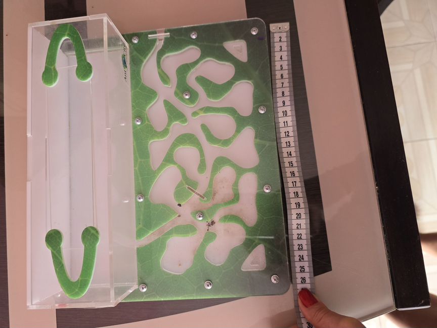 Формикарий для муравьев