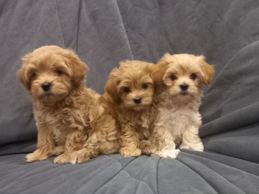 Мальтипу 3 девочки