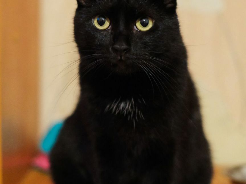 Шикарная кошка Кора из приюта ищет дом