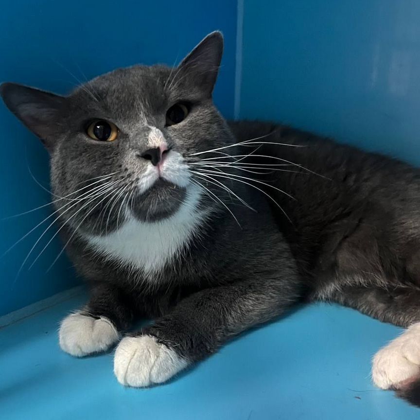 Взрослый кот в добрые руки