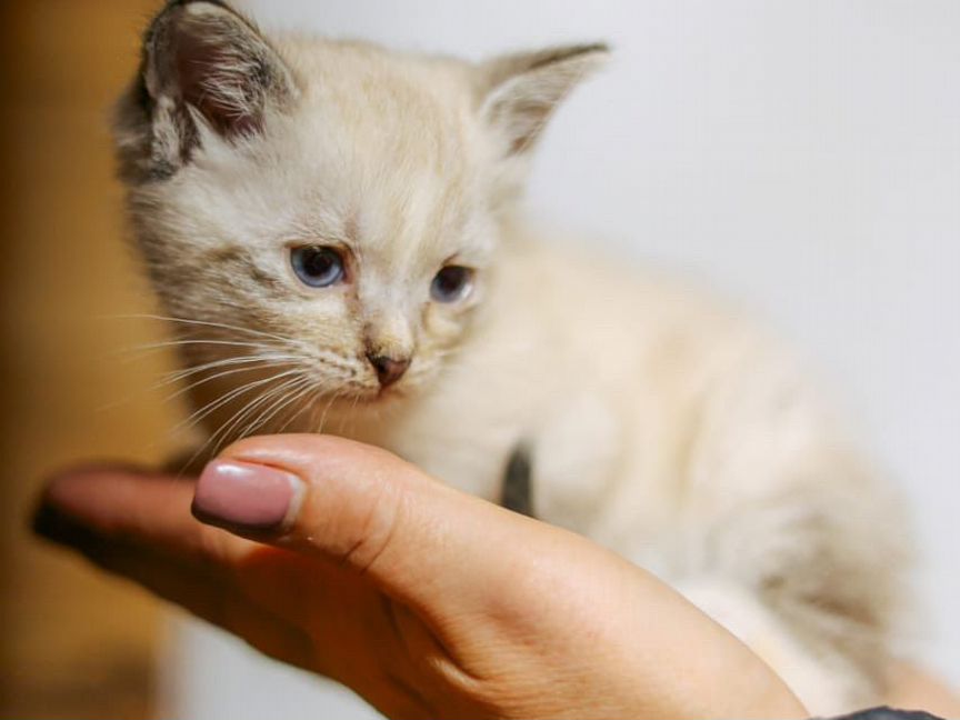 Котенок Лулу ищет дом