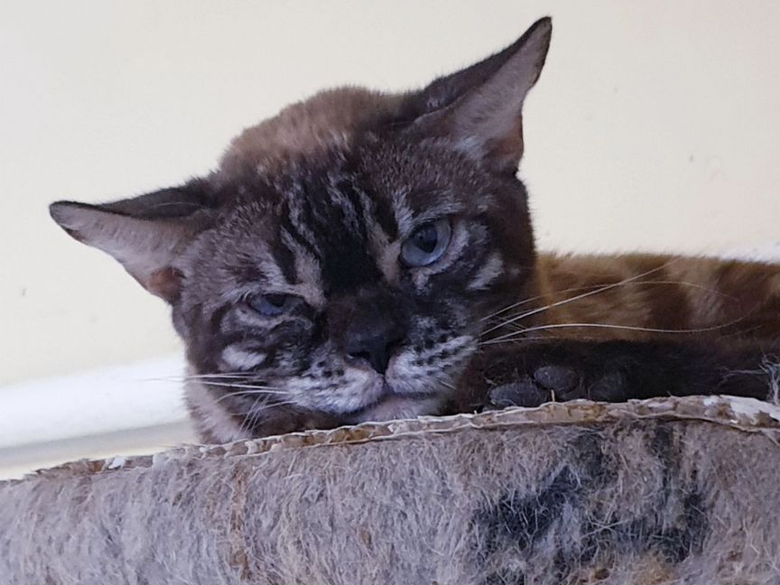 Бенгалка в семью