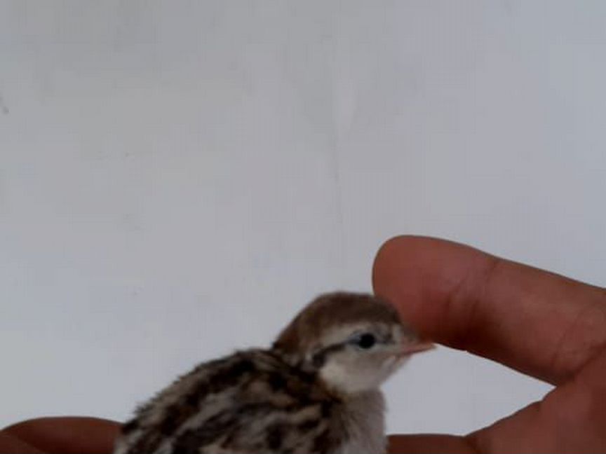 Среднеазиатская и Иранские горные куропатки