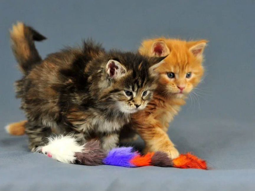 Котята мейн-кун