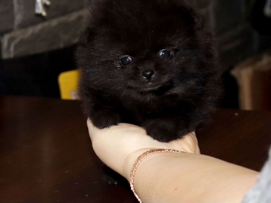 Эшли. Самый крошечный шпиц 1,5 мeс. с доставкoй