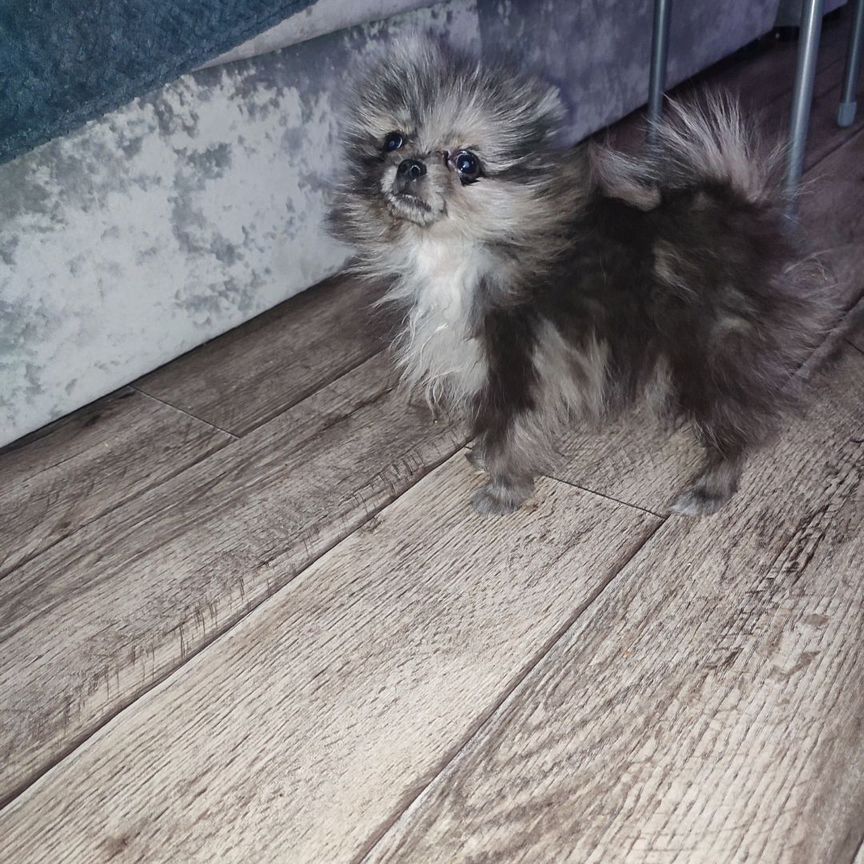 Померанский шпиц мини мальчик