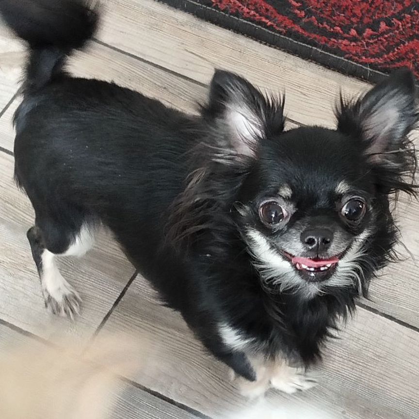 Чихуахуа, взрослая собака