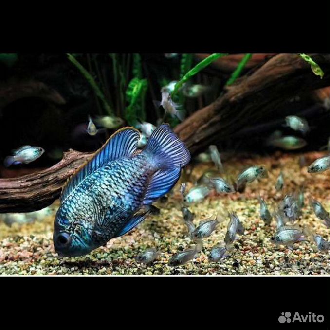 Нанокара электрик блю