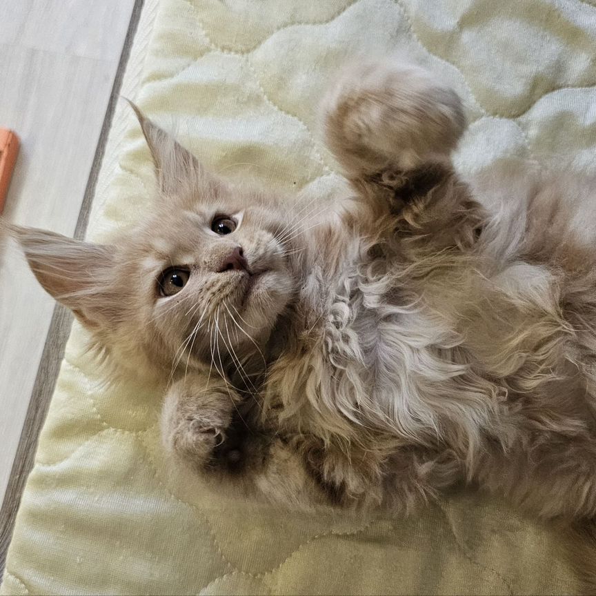 Котенок Мейн-Кун