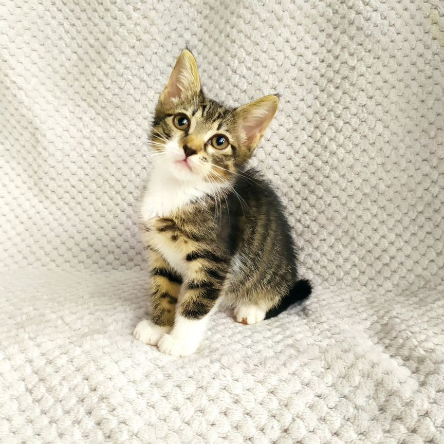 Котёночек в дар