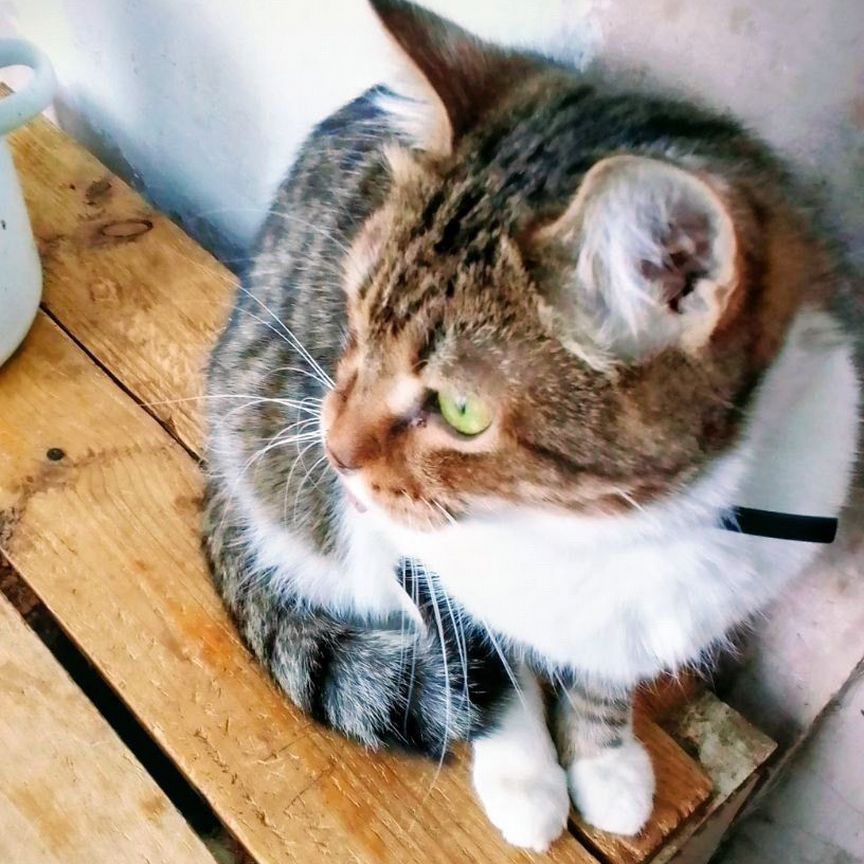 Взрослый кот в добрые руки