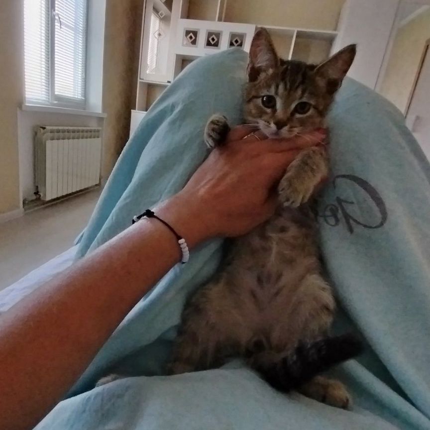 Котенок Муська