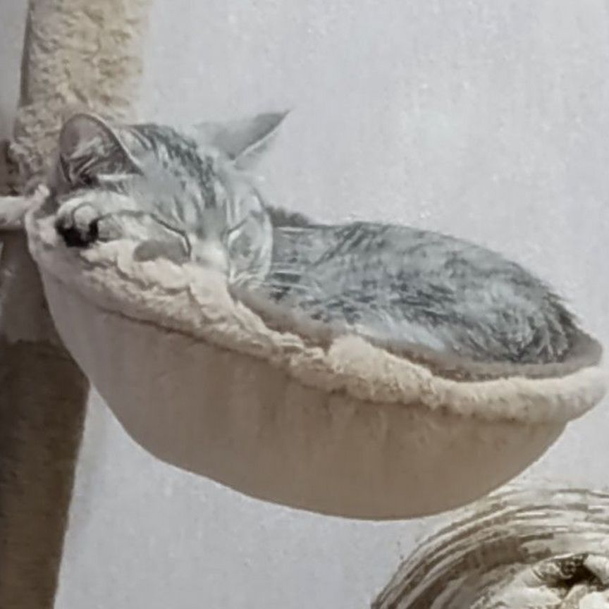 Шотландский прямоухий короткошёрстный котёнок