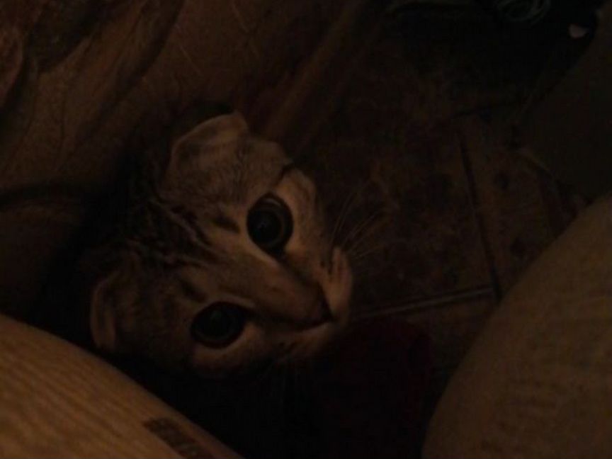 Шотландская вислоухая