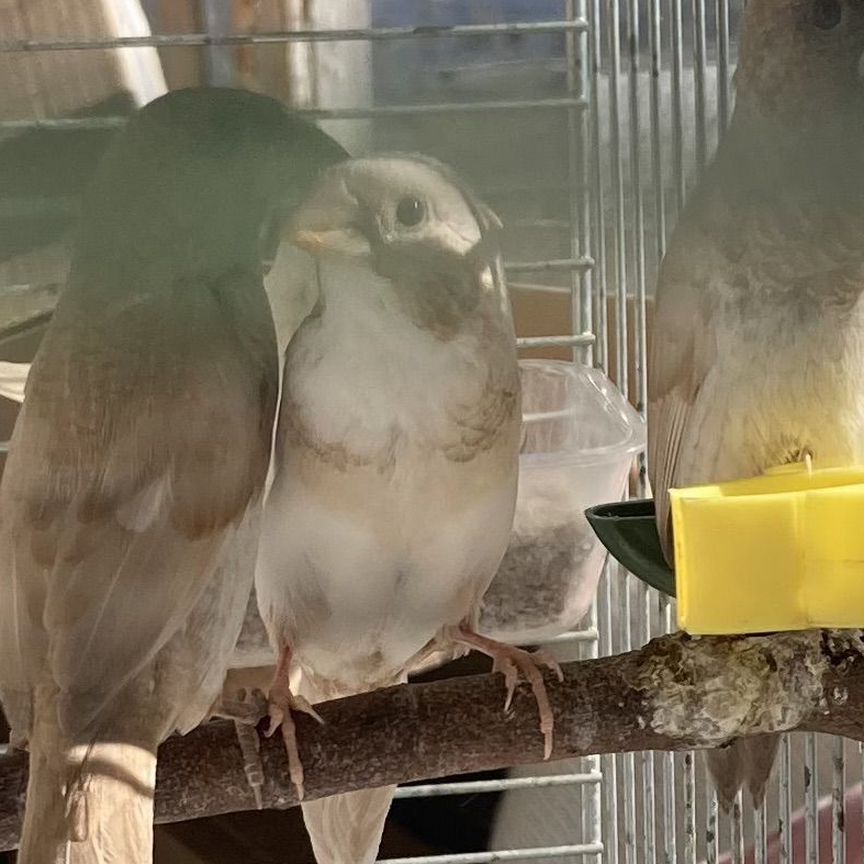 Японские амадины, самка