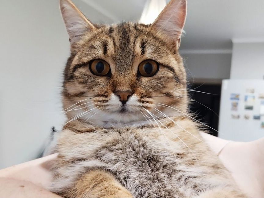 Кошечка Лиза