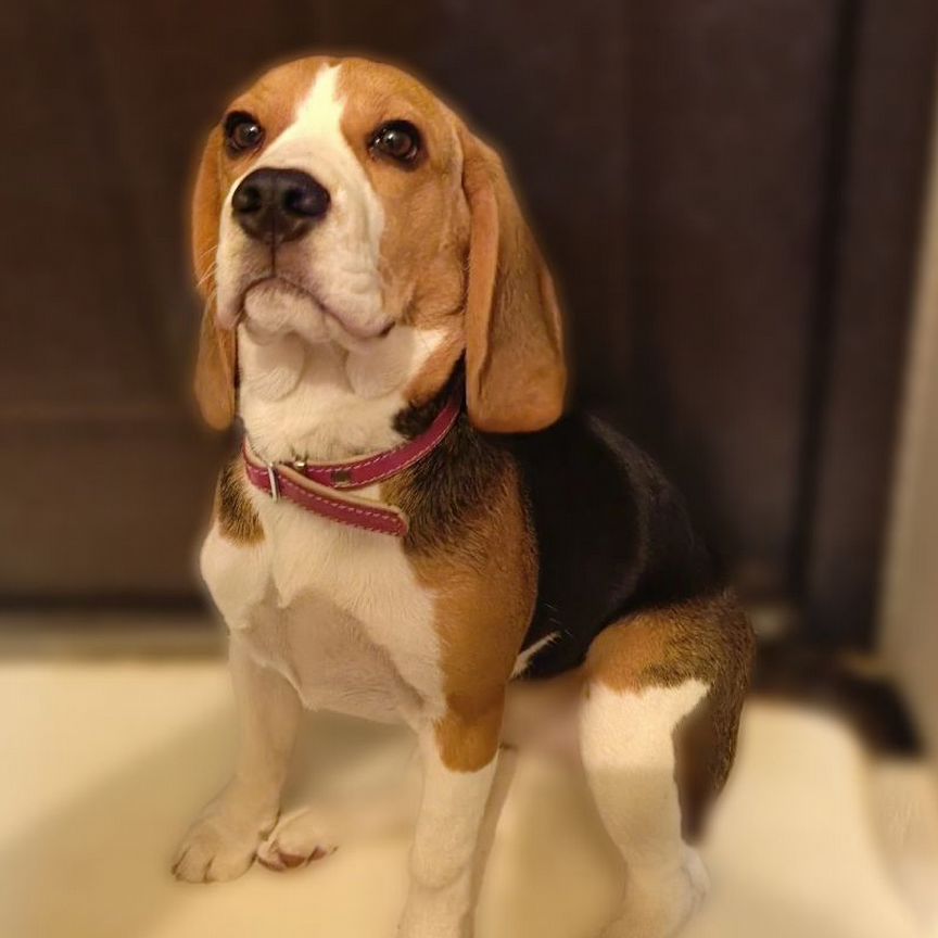 Бигль в добрые руки