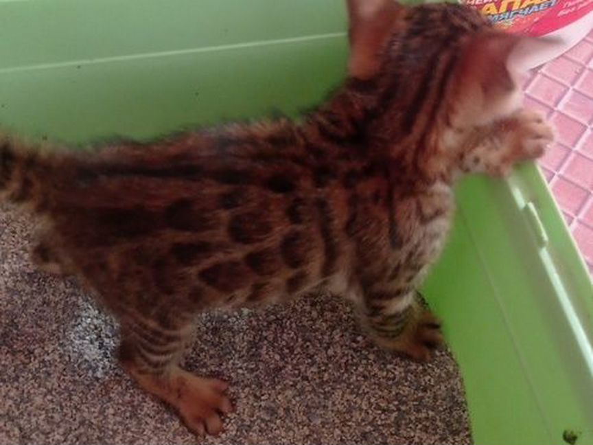 Бенгальская кошечка