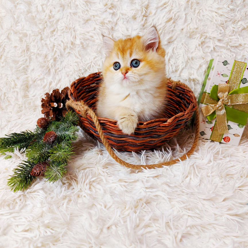 Котята золотая шиншилла