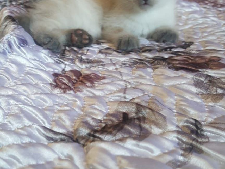 Котята шотландские вислоухие