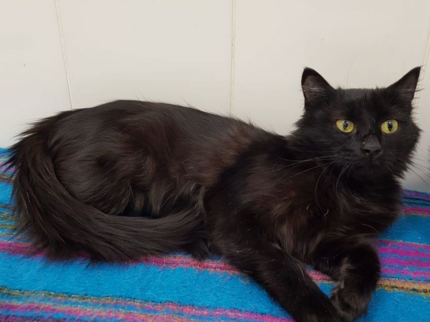 Чудесная чёрная кошечка Зося