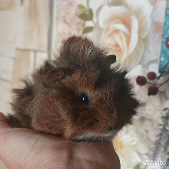 Морская свинка девочка