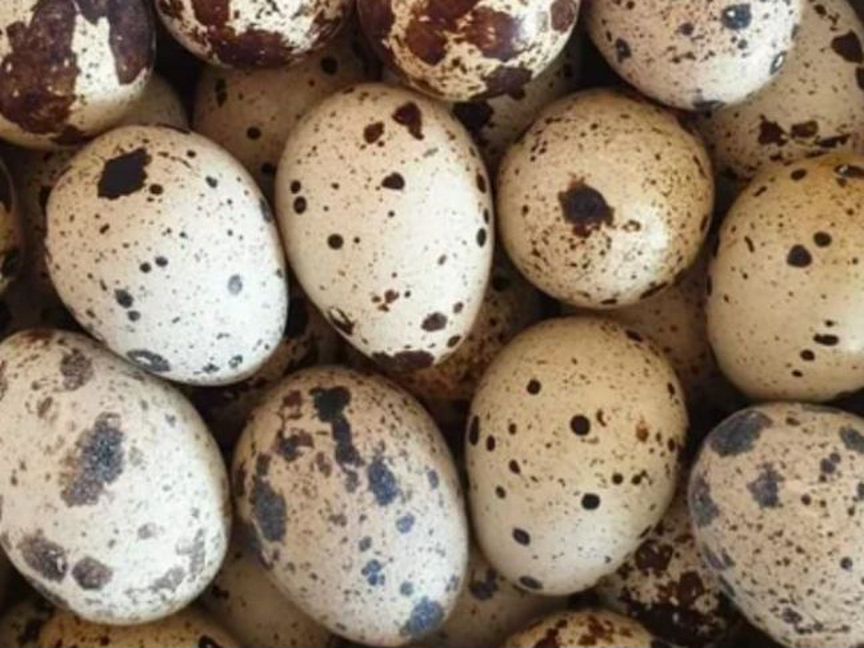 Яйца перепелиные домашние