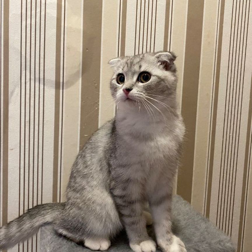 В добрые руки Шотландский вислоухий кот