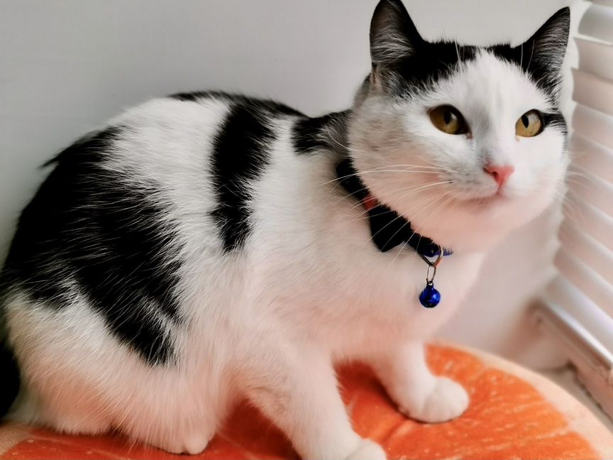 Красавчик кот