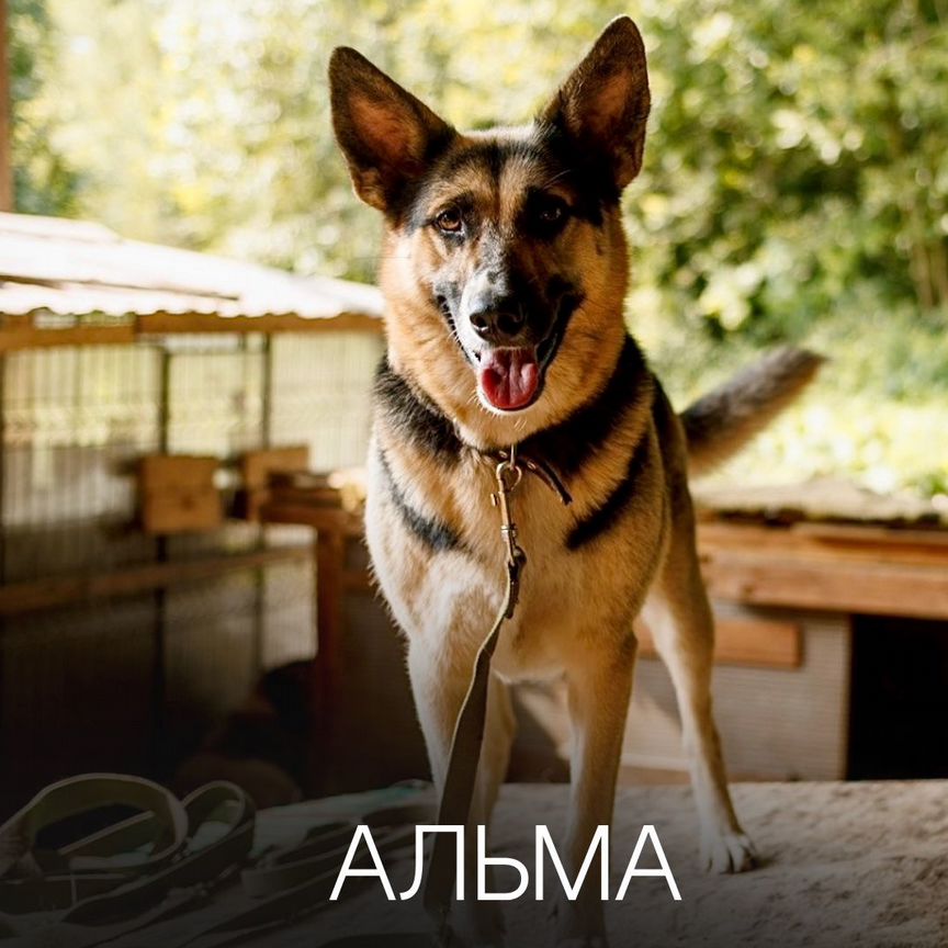 Взрослая собака из приюта