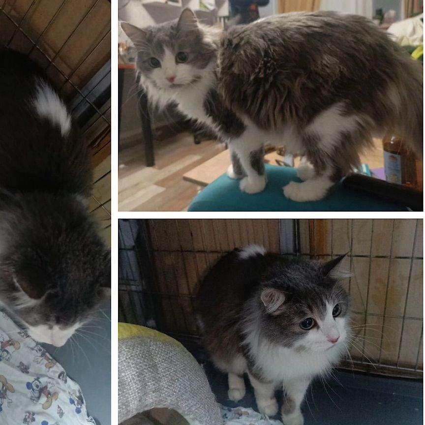 Взрослая кошка в добрые руки