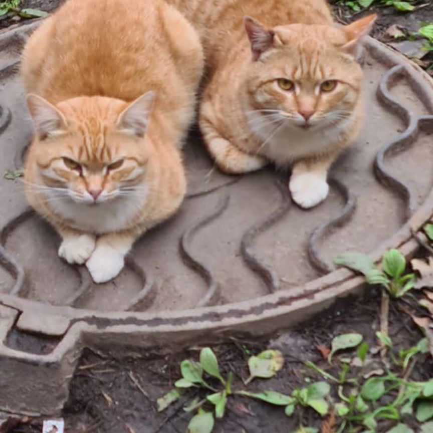 Коты в добрые руки