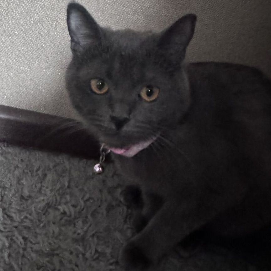 Шотландский прямоухий короткошёрстный котёнок