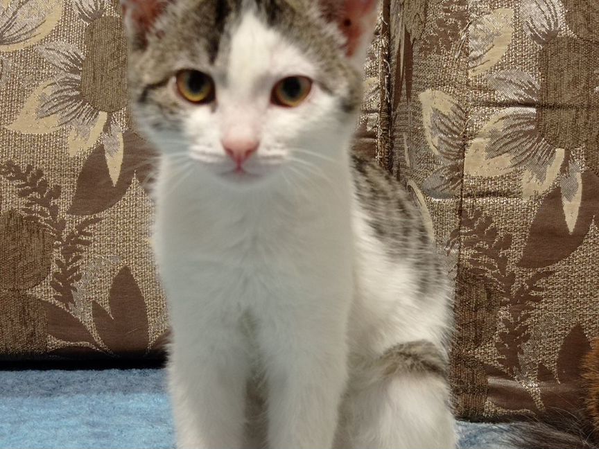 Кошка