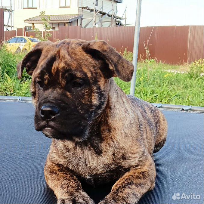 Ка Де Бо девчëнка РКФ