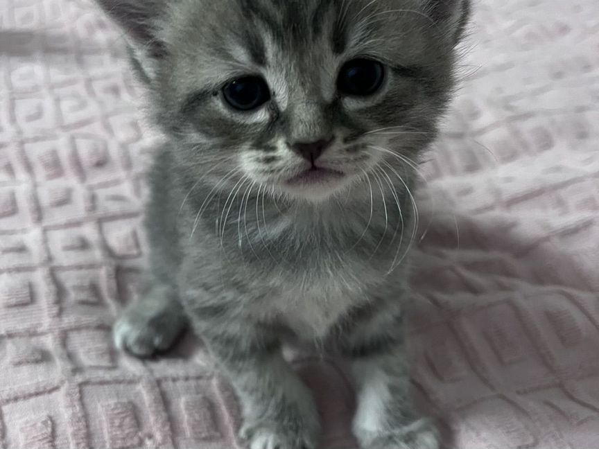 Британские котята